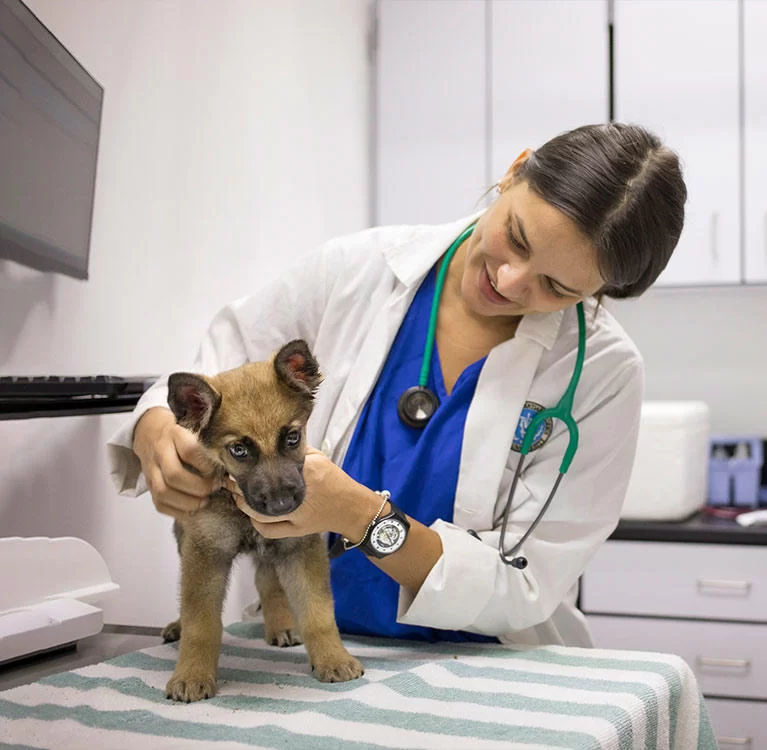 Can You Go to Veterinary School with Any Degree? Essential Facts and Tips